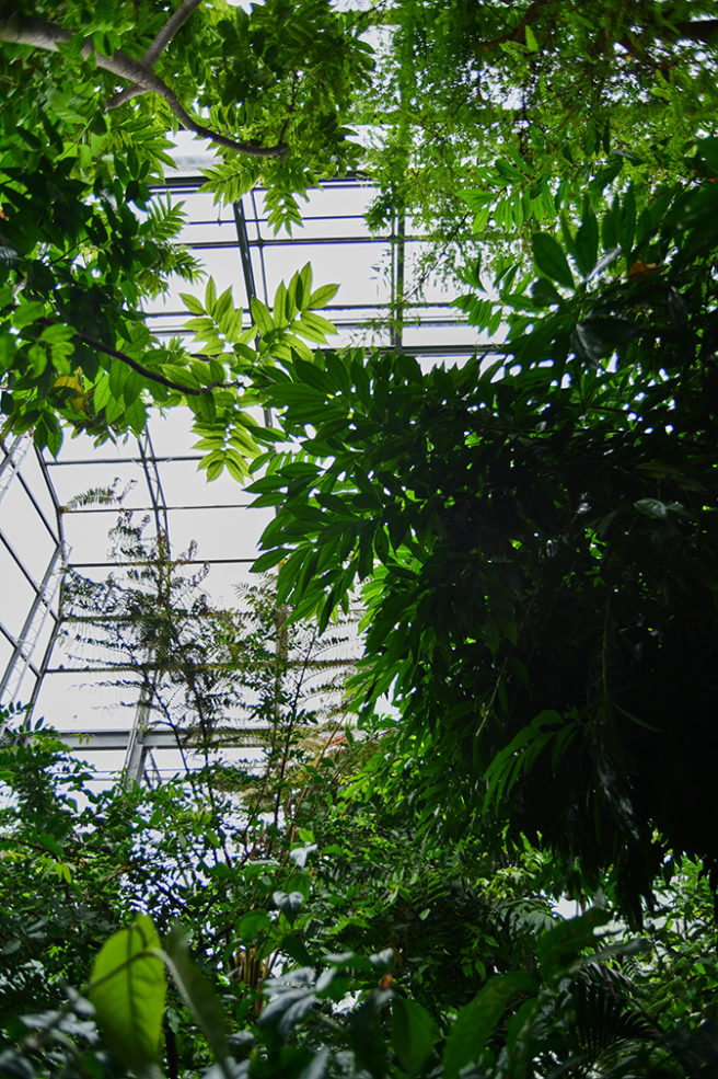 Inside the Oxford Botanic Glasshouses – ancient botany in the historic ...