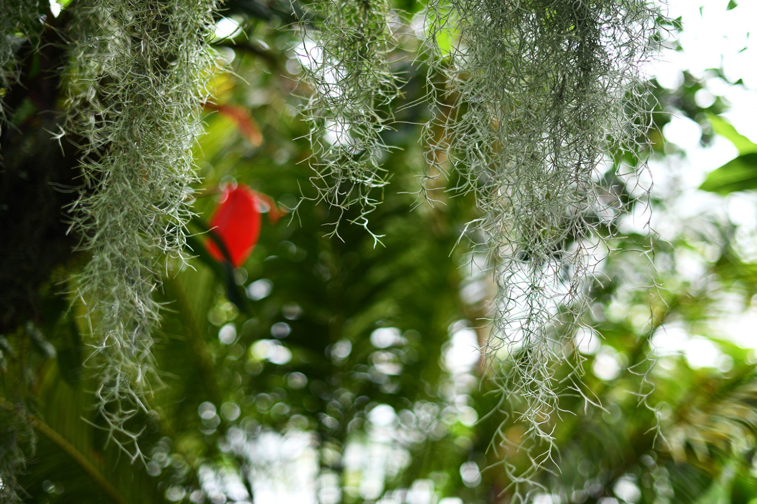 Inside the Oxford Botanic Glasshouses – ancient botany in the historic ...