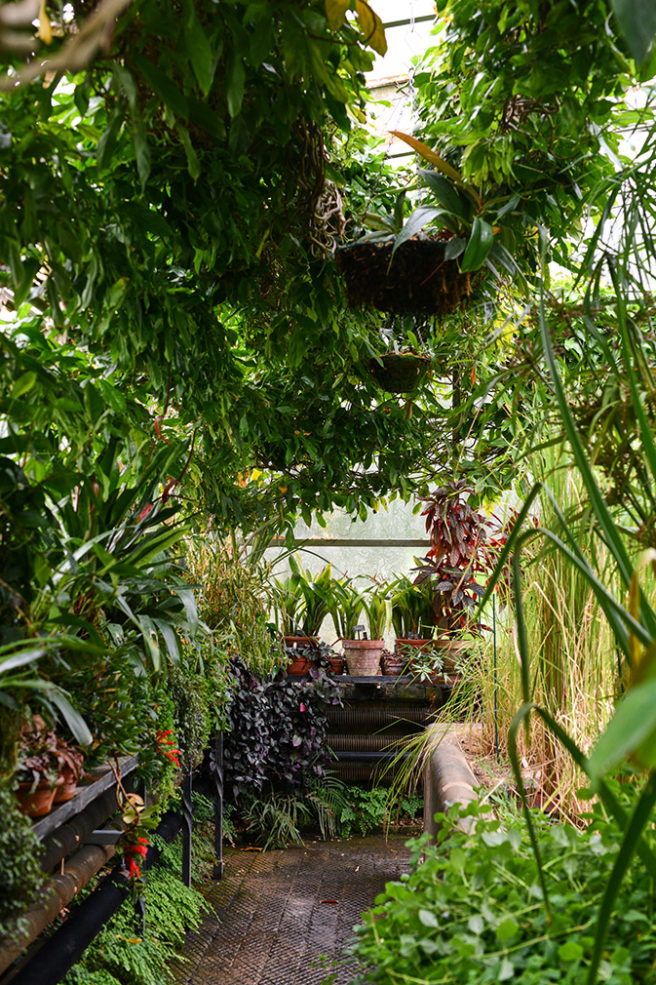 Inside the Oxford Botanic Glasshouses – ancient botany in the historic ...