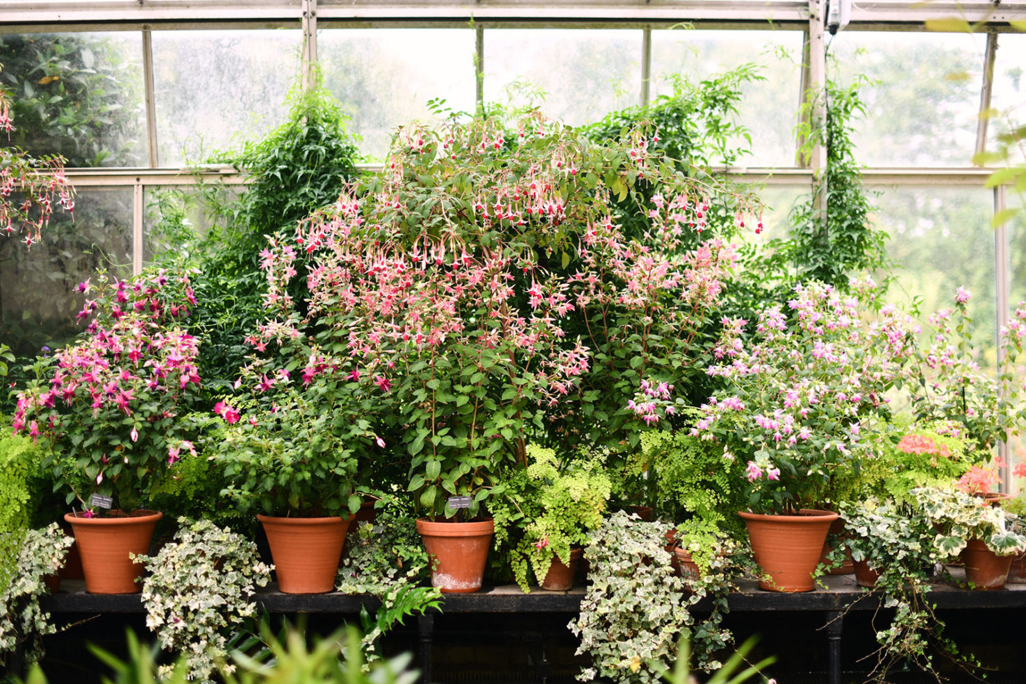 Inside the Oxford Botanic Glasshouses – ancient botany in the historic ...