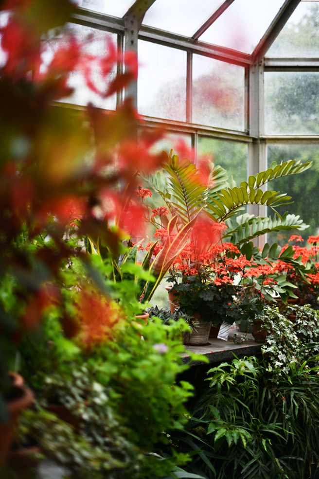 Inside the Oxford Botanic Glasshouses – ancient botany in the historic ...