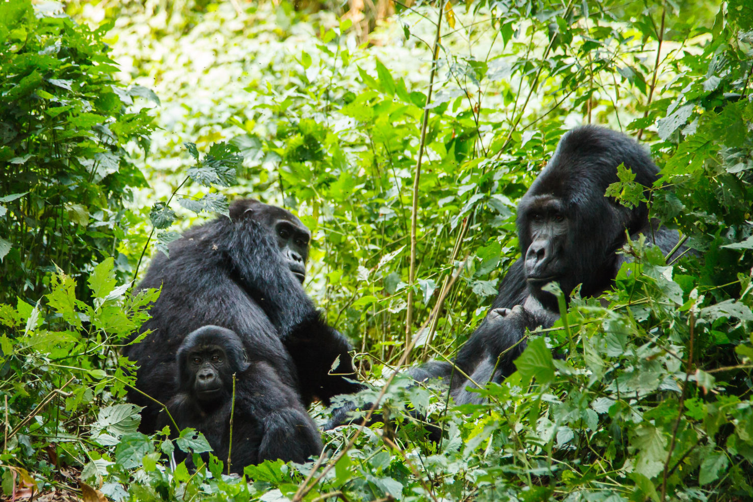 Volcanic views and gorilla-trekking are on offer at Rwanda’s Singita ...